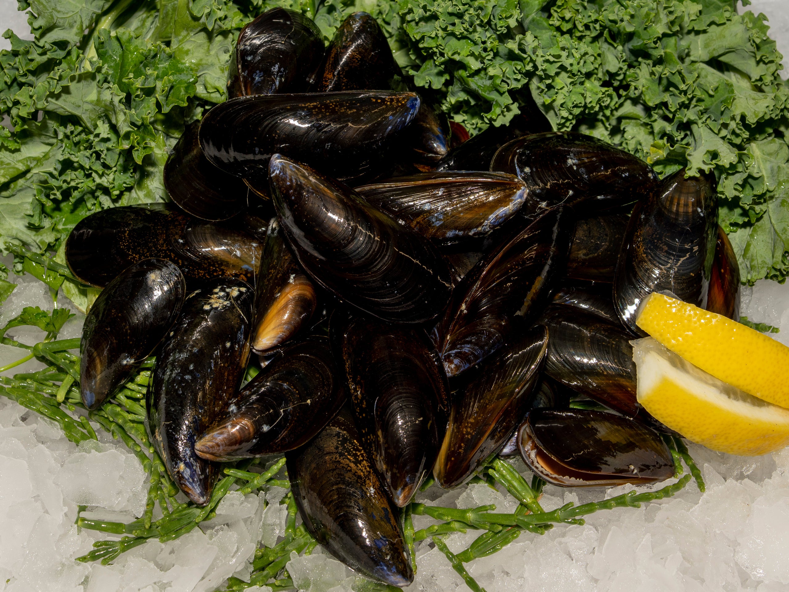 Fresh Live Mussels - 1Kg | RX Fisheries - Fresh Fish Delivery of ...